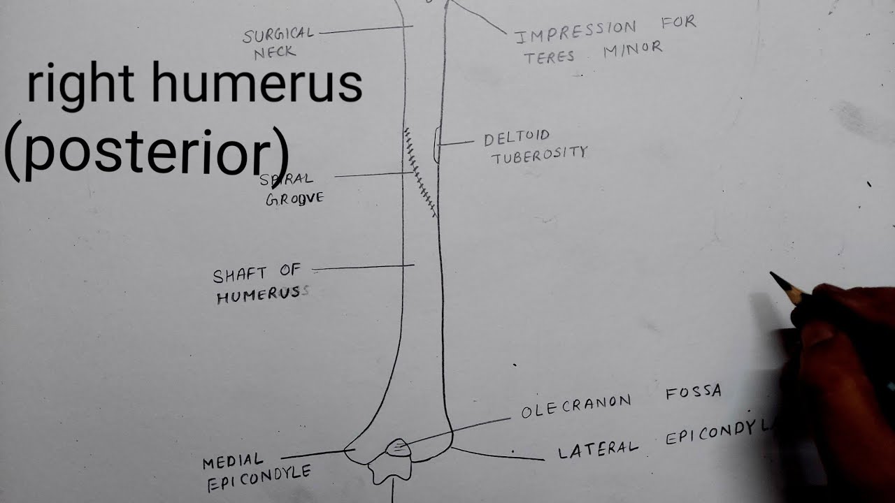 how to draw Right humerus ( posterior view) - YouTube