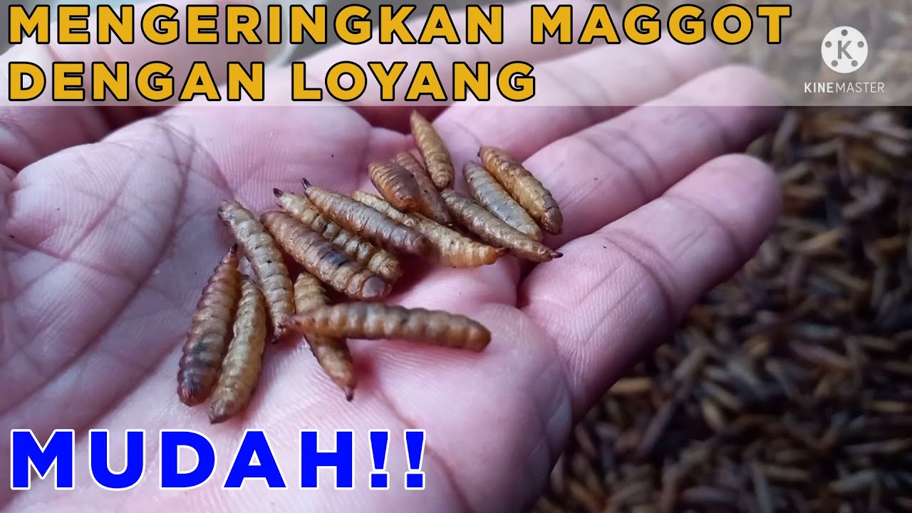 PENGERINGAN MAGGOT DENGAN LOYANG | Budidaya Maggot BSF - YouTube