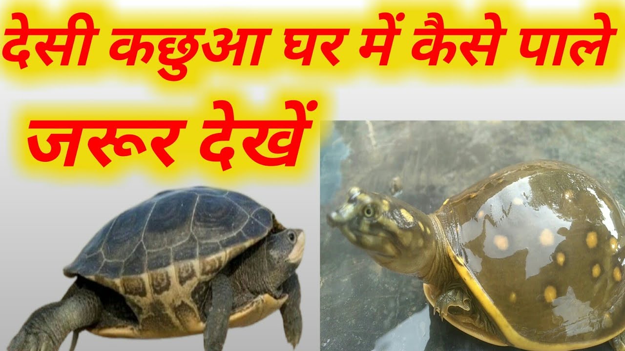 kachua ghar me kaise pale ?desi kachua || tortoises - YouTube