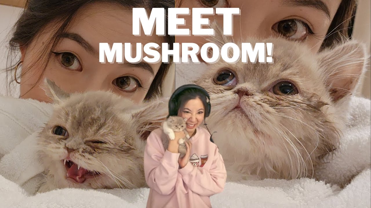 Fuslie Adopts a New Cat Named Mushroom! - YouTube