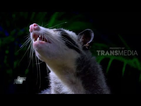 Komunitas Pecinta Musang | HITAM PUTIH (23/07/18) 2-4 - YouTube