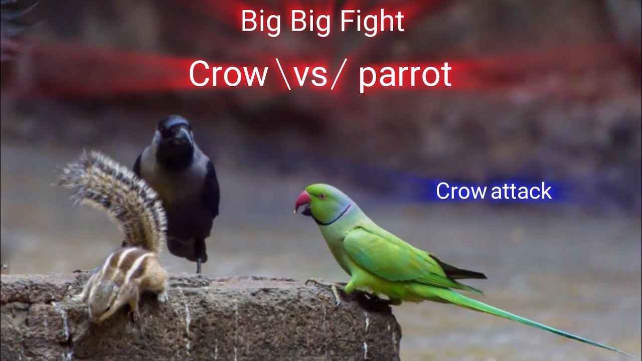 Crow vs Parrot"The Ultimate Battle! #Parrot #IndianRingneckParrot - YouTube
