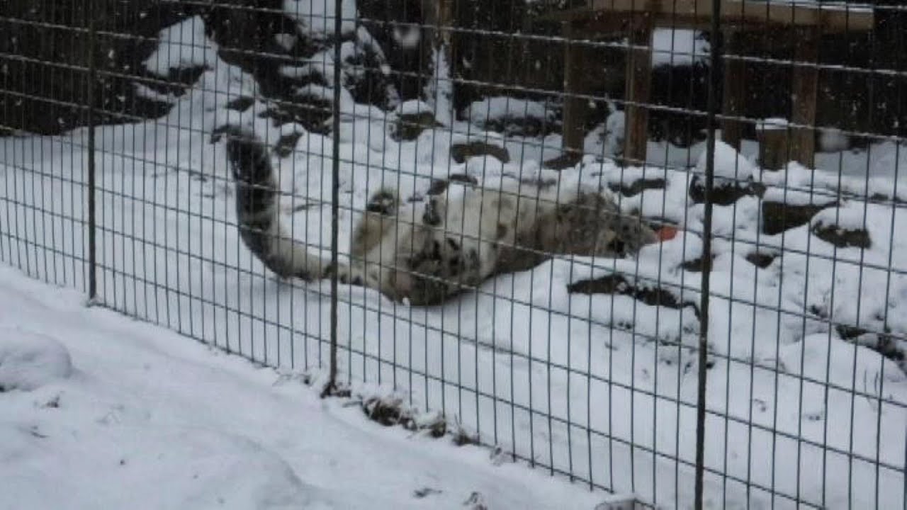 Snow！遊んで転がる雪のユキヒョウ達 Feb.10, 2023.多摩動物公園 Snow Leopards in Snow at TAMA ...