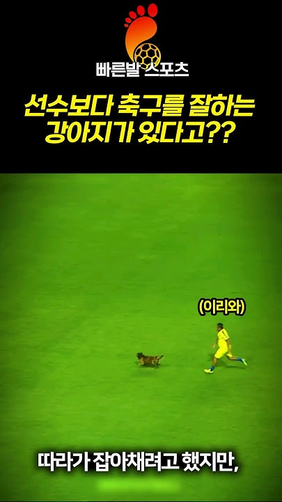 선수보다 축구를 잘하는 강아지가 있다고 🐶 Youtube