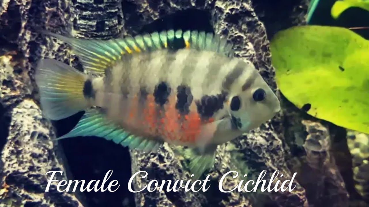 Beautiful Female Convict Cichlid - YouTube