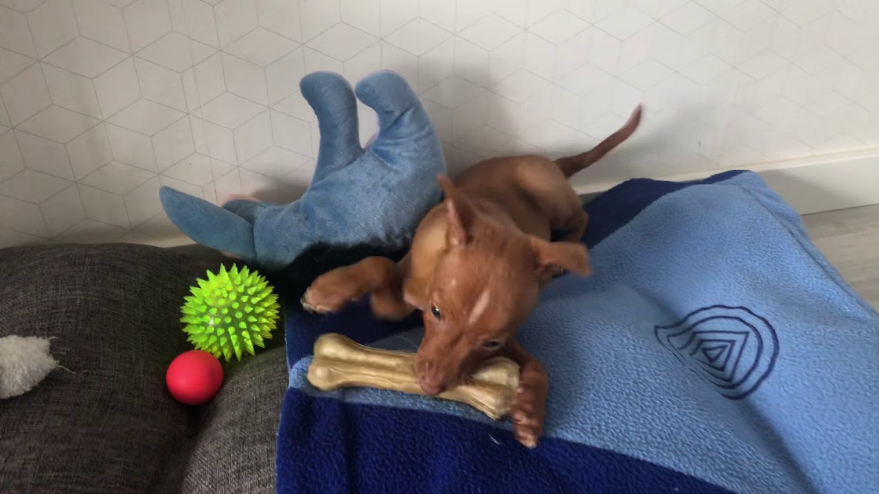 Asmr cute puppy dog - YouTube