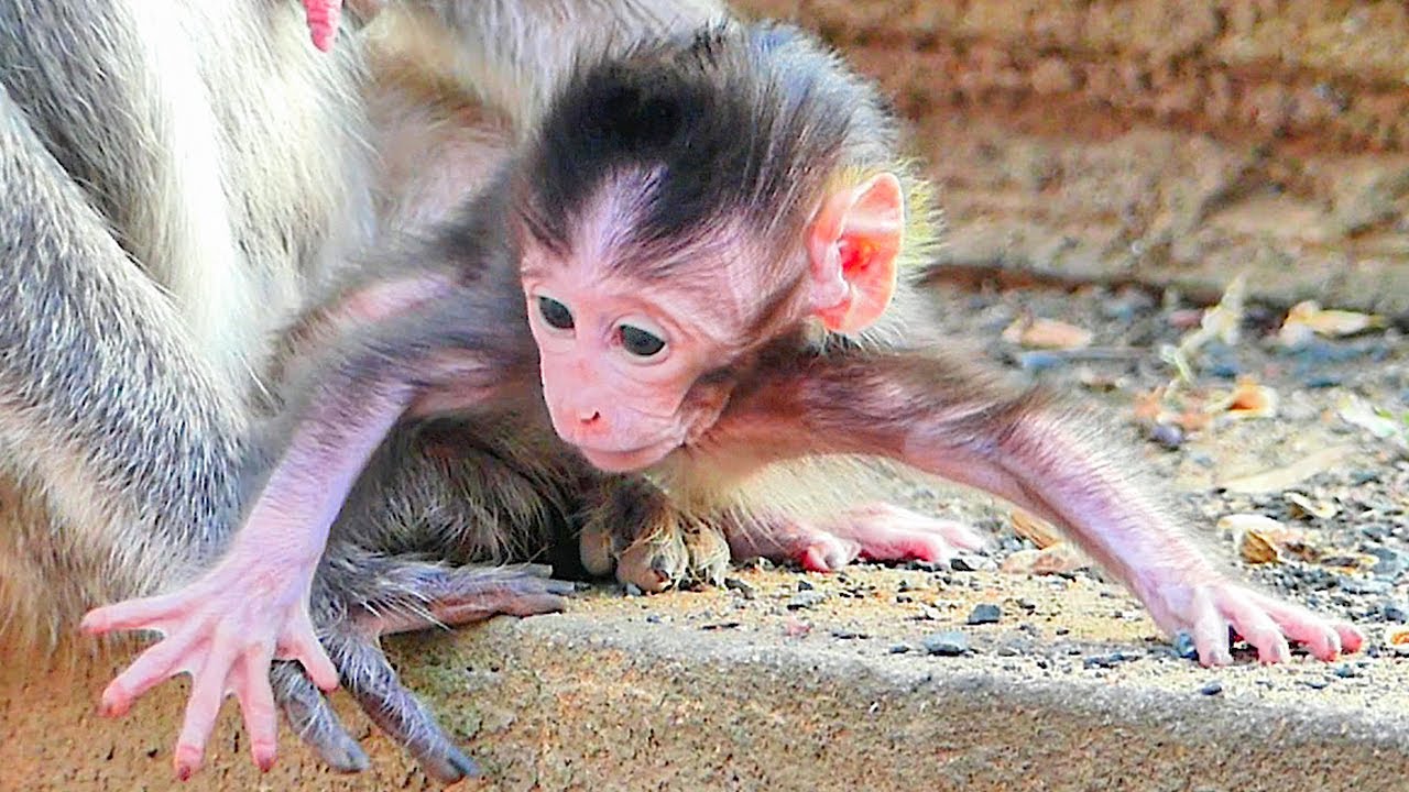 Tiny baby monkey SIPPO is very active after getting milk and mom Sippey ...
