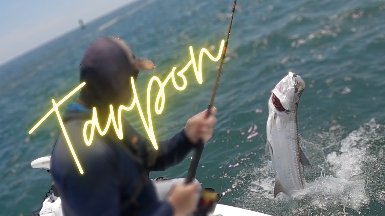I finally landed my first Tarpon! (Silver King) - YouTube