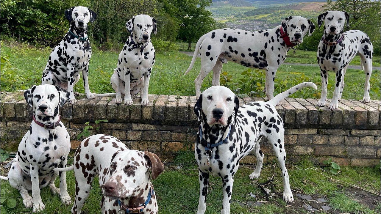 Dalmatian pack video - YouTube