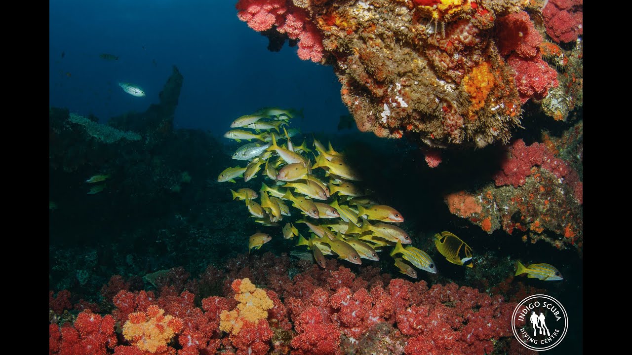 Scuba Diving in Sodwana Bay, South Africa - YouTube