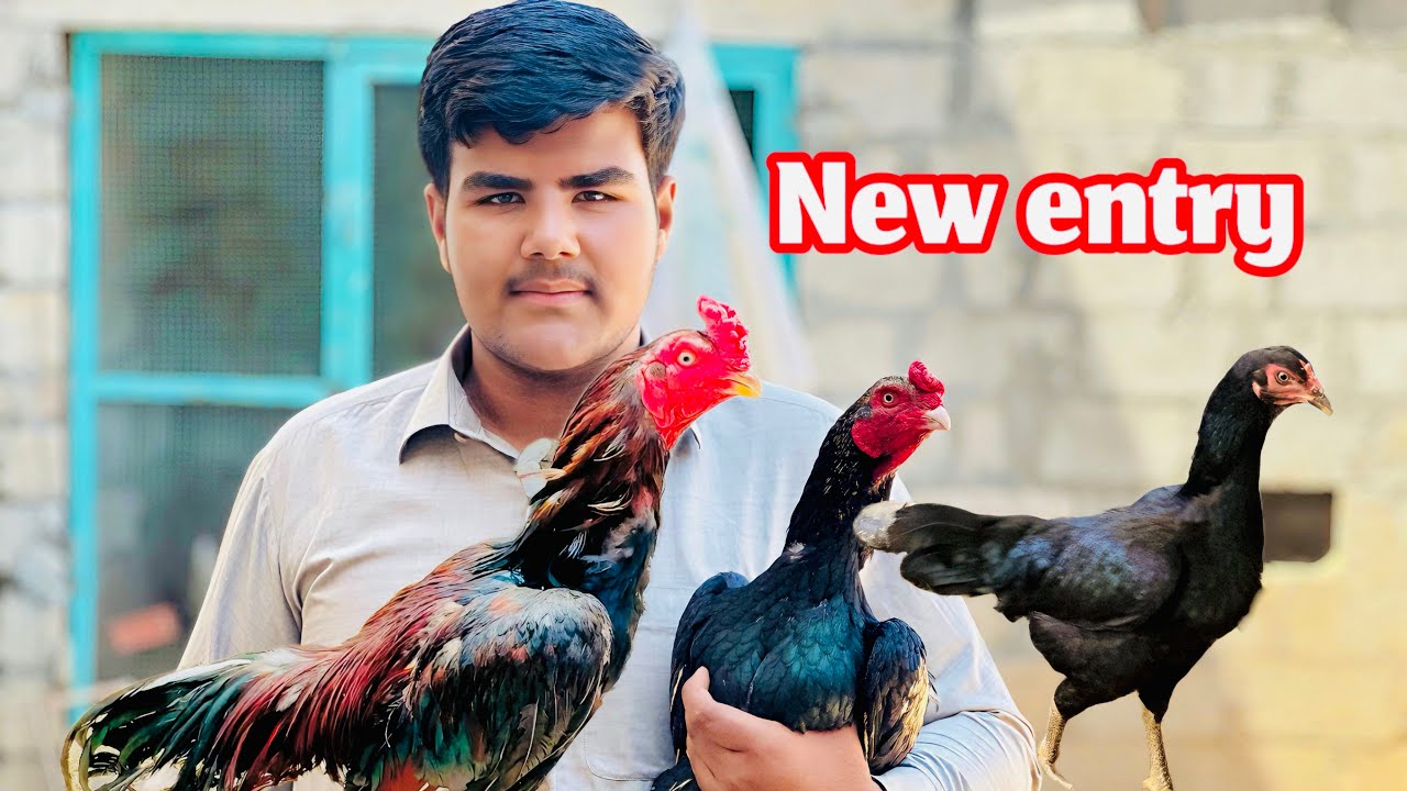 Java Aseel Murga New Entry 😍 Jagiot Pet House Rooftop Aseel Cage Setup - YouTube