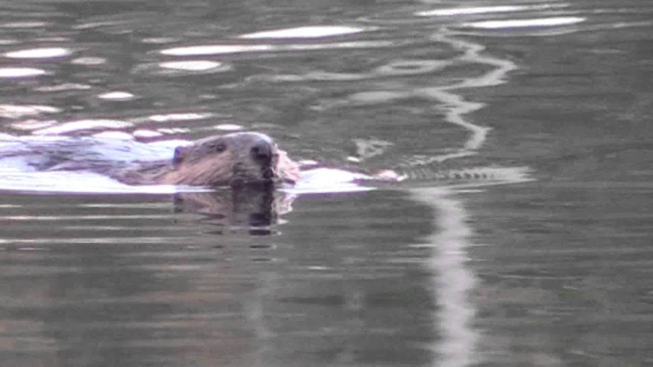 Beavers Swimming - An Aquatic Ballet - YouTube