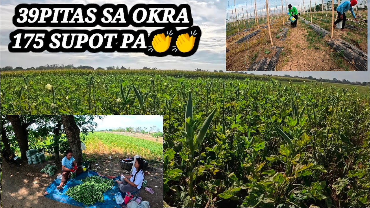 39 OKRA HARVEST NAKA 175 SUPOT PA👏👏ETO NA ANG ATING MGA AMPALAYA - YouTube