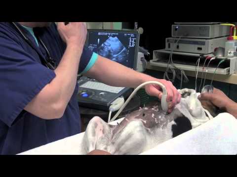 Canine Liver FNA Ultrasound - YouTube
