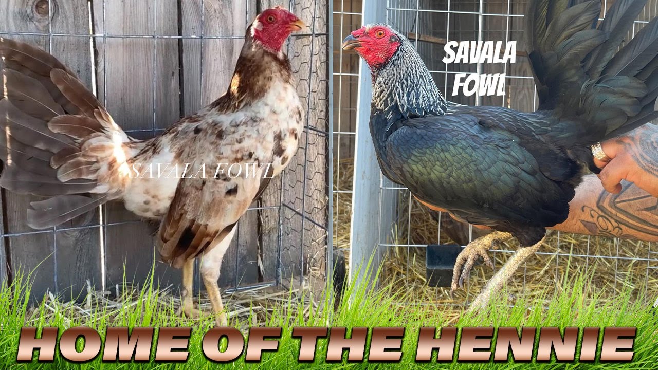 Dink Fair Sweater Black Boles Chocolate Hennie SAVALA FOWL Beautiful ...