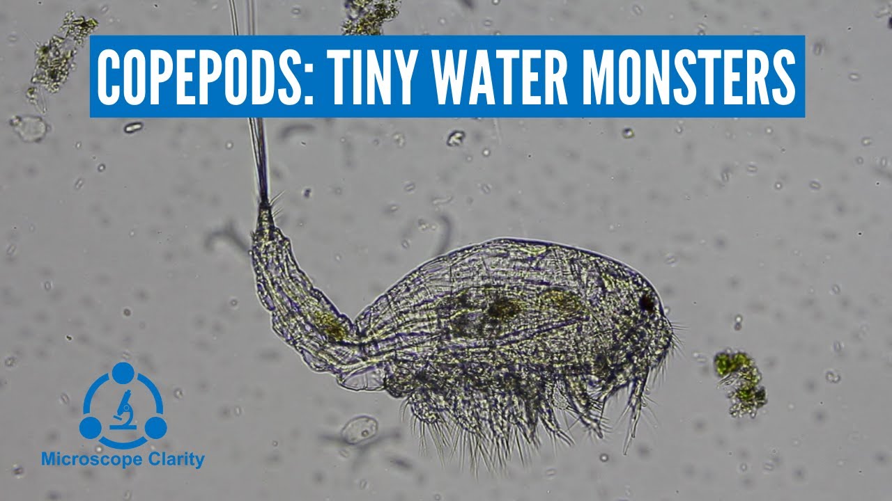 Copepods Under a Microscope - YouTube