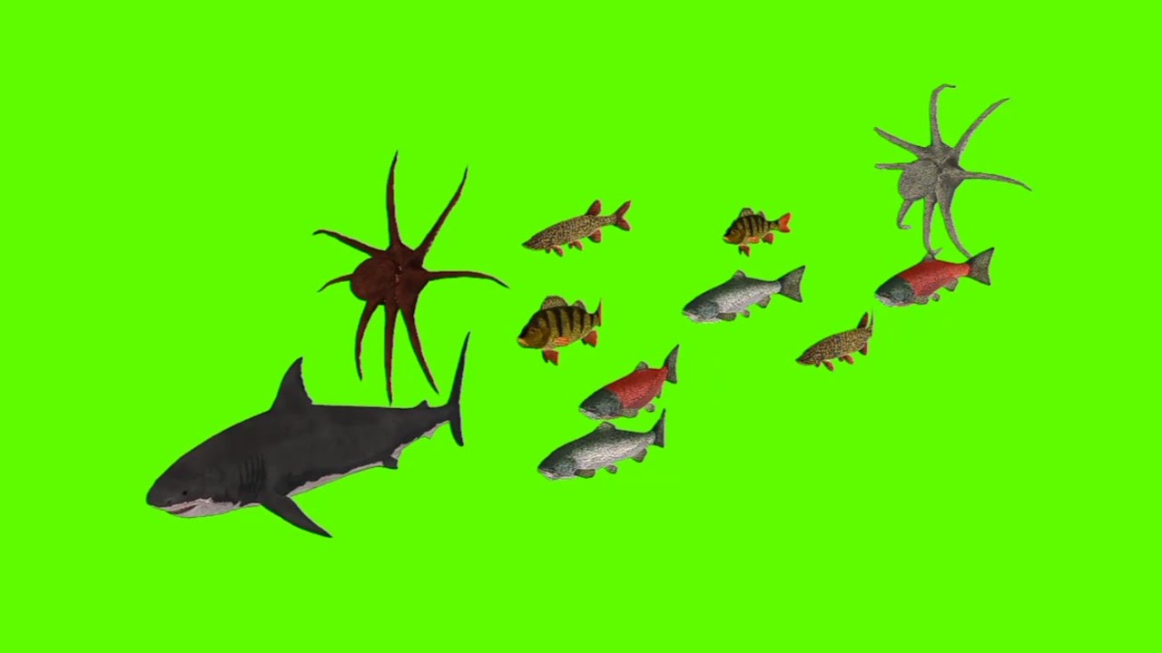 Fish Swimming Green Screen Animation | Fish 3D Green Screen Effects No ...
