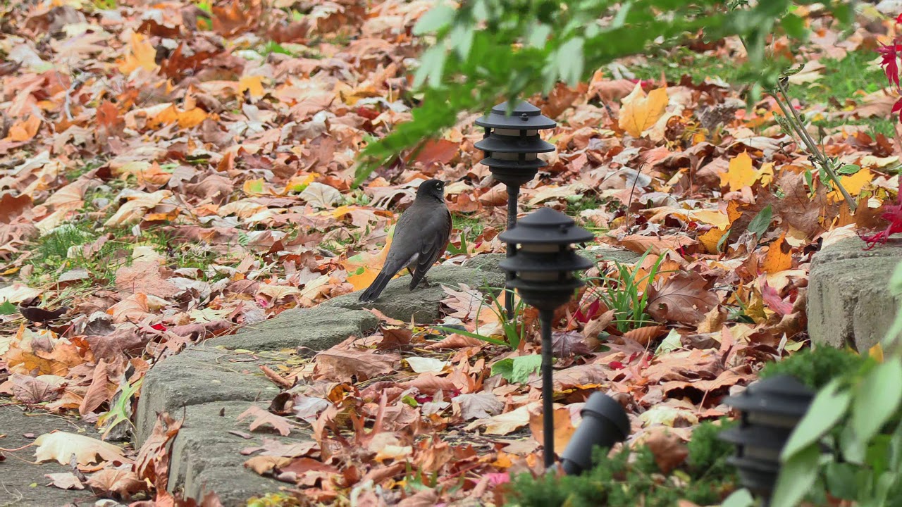 Autumn Sights & Sounds - YouTube