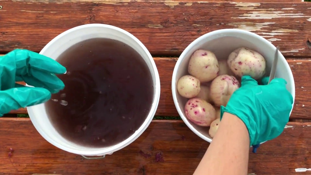 How to Scrape off the Skins of the Young Red Potatoes - YouTube