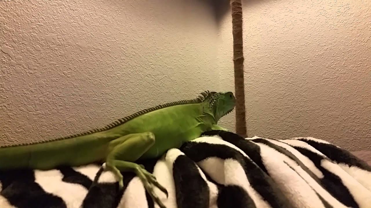 Jumping iguana - YouTube