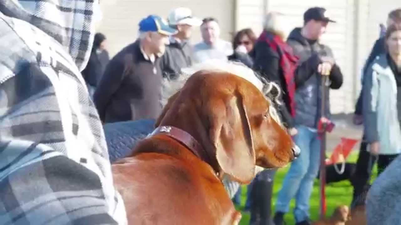 The Cutest Race - The Dachshund Dash at Port Fairy - YouTube