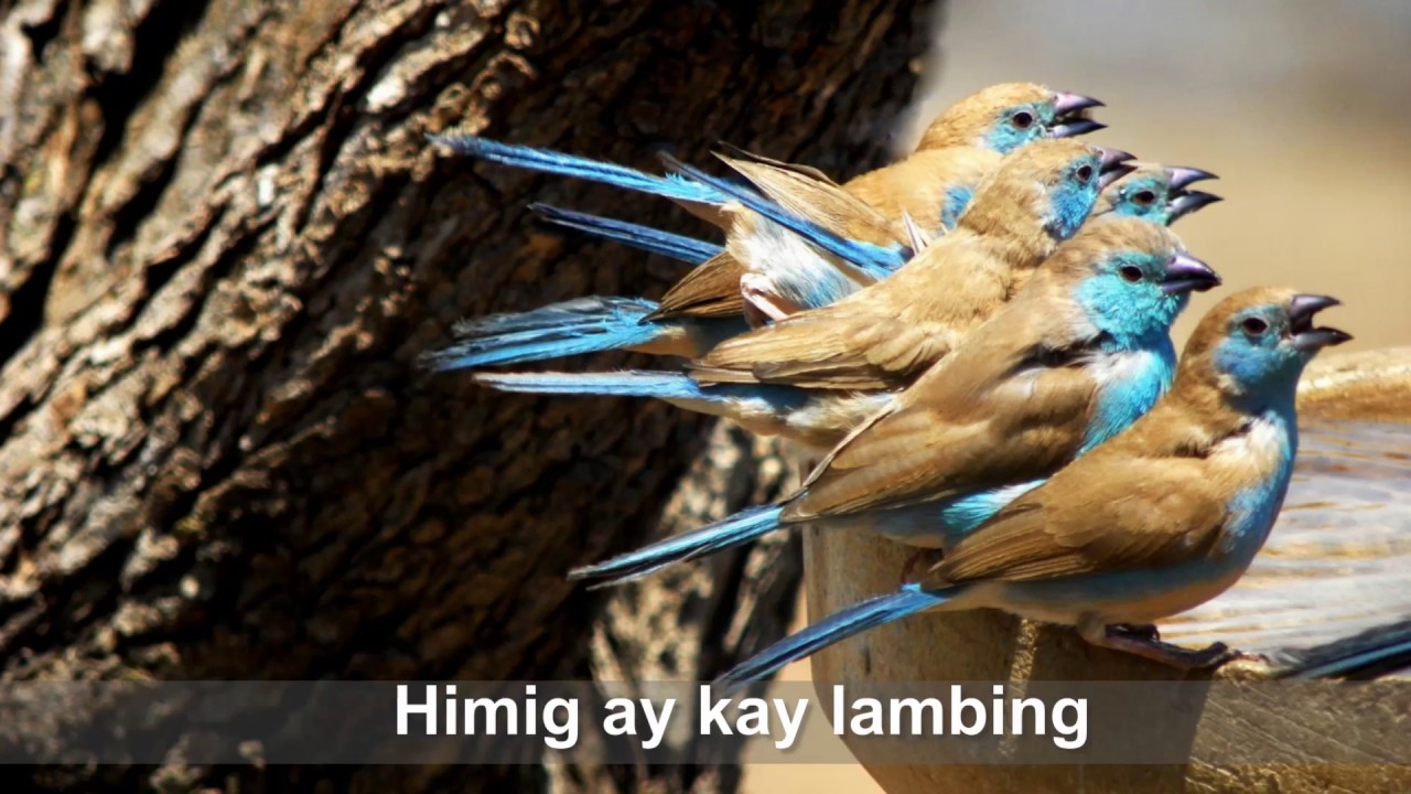 Tiririt ng maya - YouTube