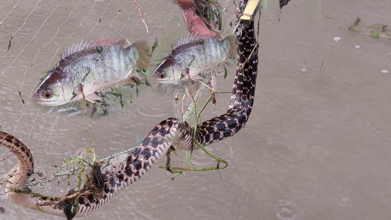 Rainy Season Primitive Net Trap Fishing in Village||বড় বড় কৈ মাছের ...