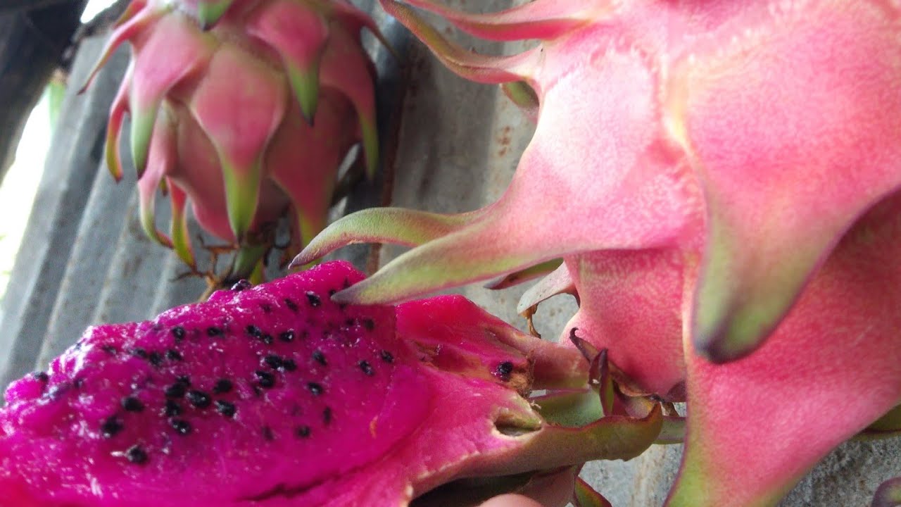 Easy steps on How to Pick and Eat Dragon Fruit. - YouTube
