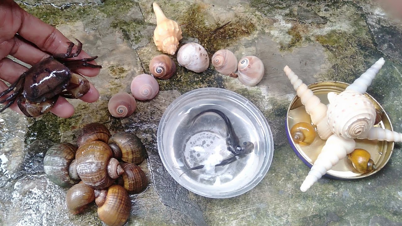 Wow Seru! menangkap kepiting, keong mas, siput laut, ikan, keong laut ...