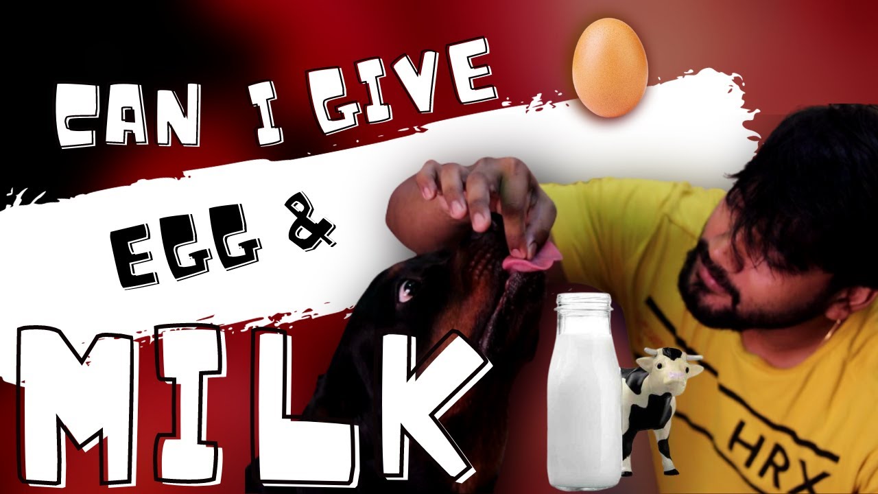 REALITY Is MILK GOOD Or BAD For DOGS Shorts Can I Give EGG To My PUPPY Chatty Rotty reality-is-milk-good-or-bad-for-dogs-shorts-can-i-give-egg-to-my-puppy-chatty-rotty