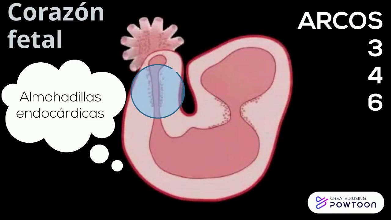 Formación de tabiques auriculoventriculares, tronco, cono arterial y en ...