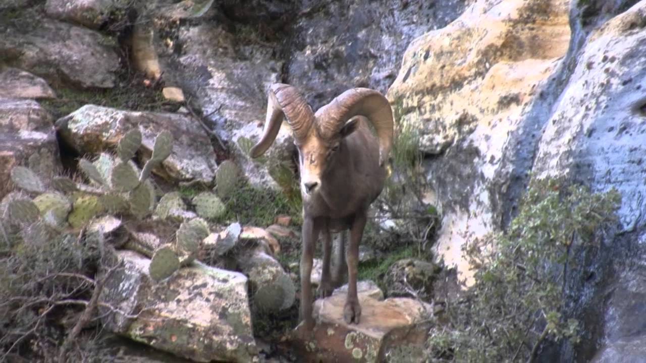 Bighorn Sheep of Red Rock Canyon - YouTube