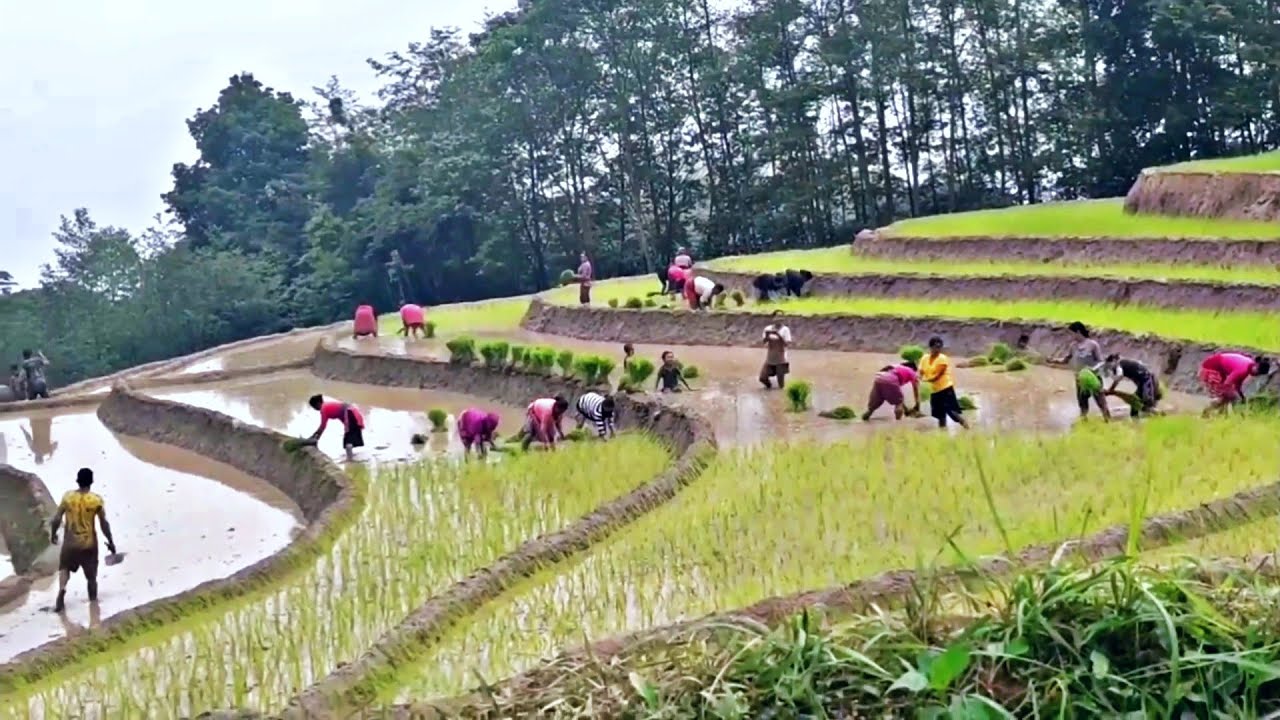 Primitive Way to Paddy Farming in Nepali Village || Nepali Mountain ...