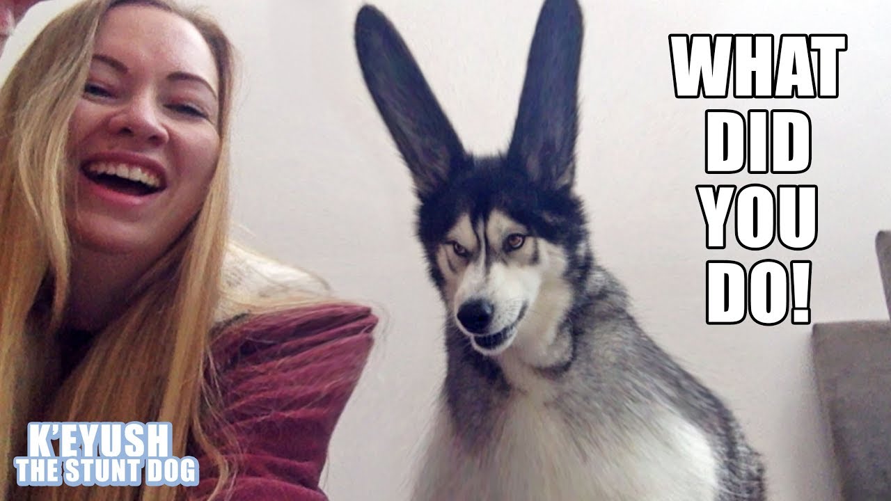 Grumpy Husky Turned Into Hilarious Animals! Photobooth - YouTube