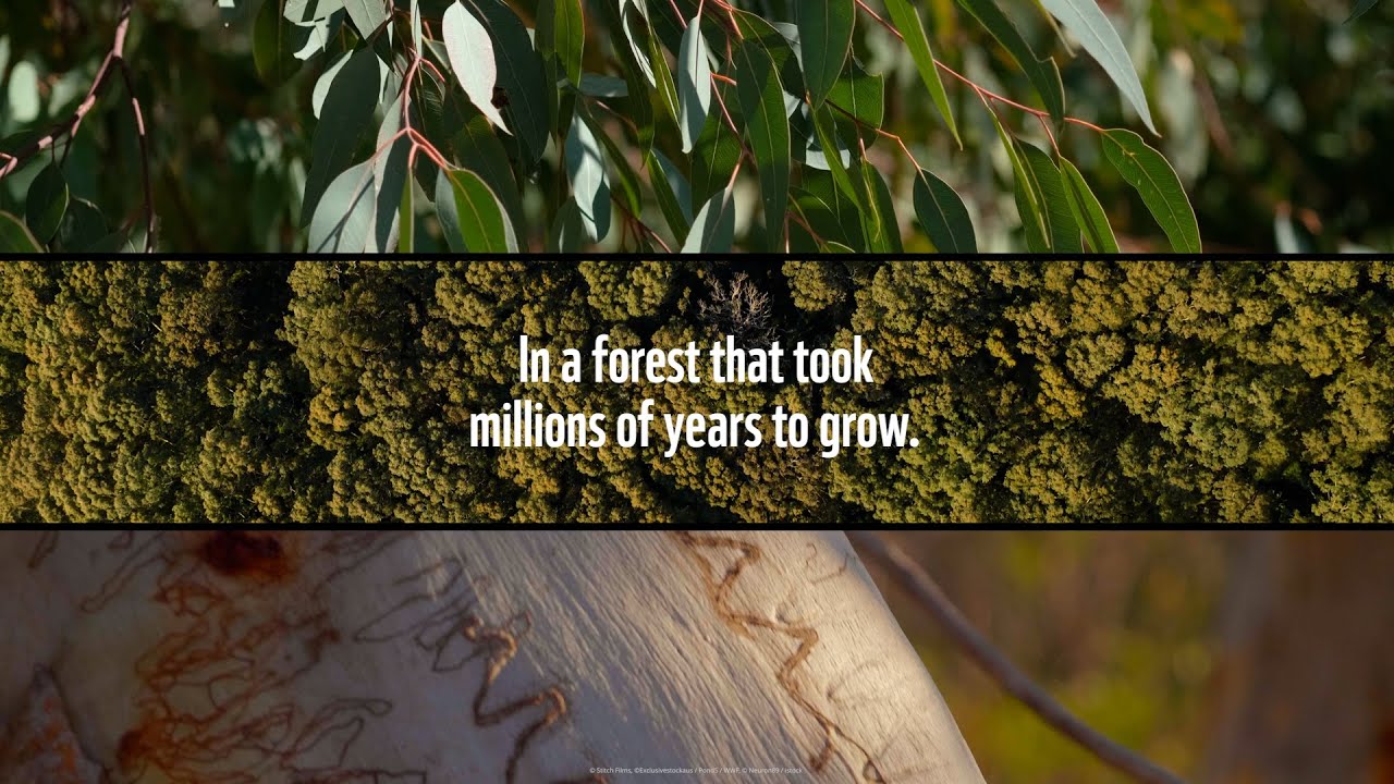 This Is The Life Of A Tree 🌳 Australian Native Forest - YouTube