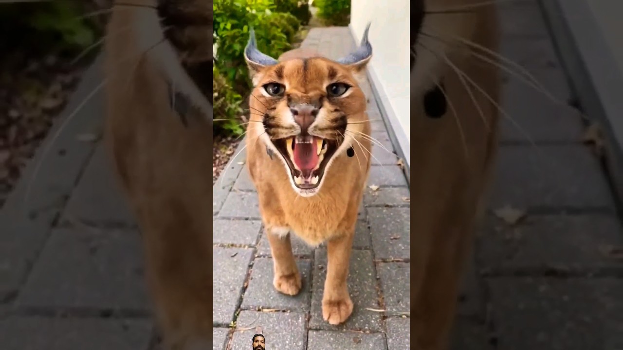 He Is Only 10 Years Old 😳 | Pumba The Pet Story Amazing 👏| kittylove4u ...