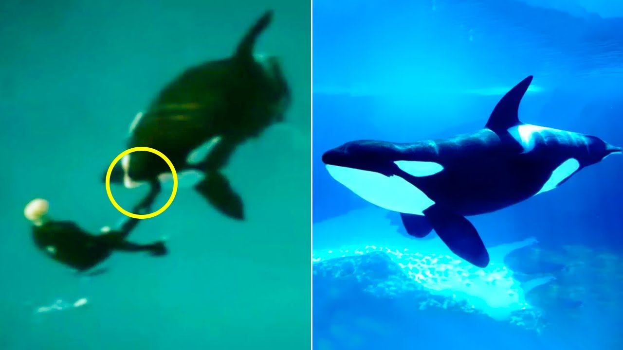 The Tragic Story of Shouka The Orca - A SeaWorld Documentary - YouTube