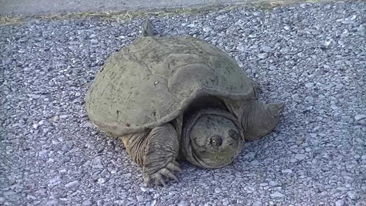 SEWER CREATURE - YouTube