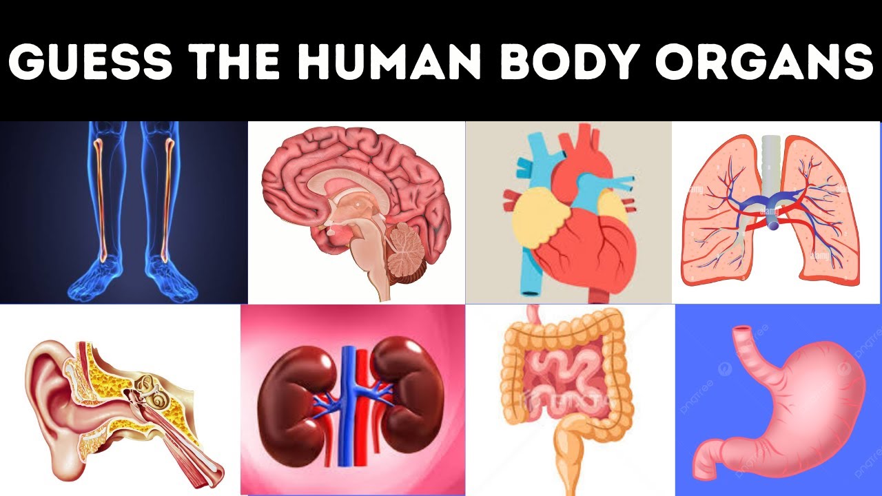 🫁Can You Pass This Human Body Quiz? 🧍🫀🧬 General Knowledge Quiz - YouTube