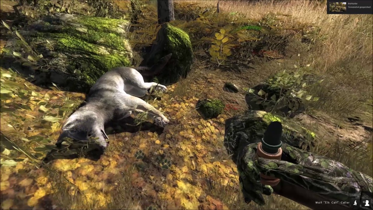 Timbergold Trails mit Stefan 15,708 Grau Wolf - YouTube