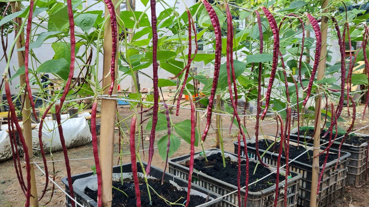 Growing purple bean sprouts from Seeds at home, high yielding and ...