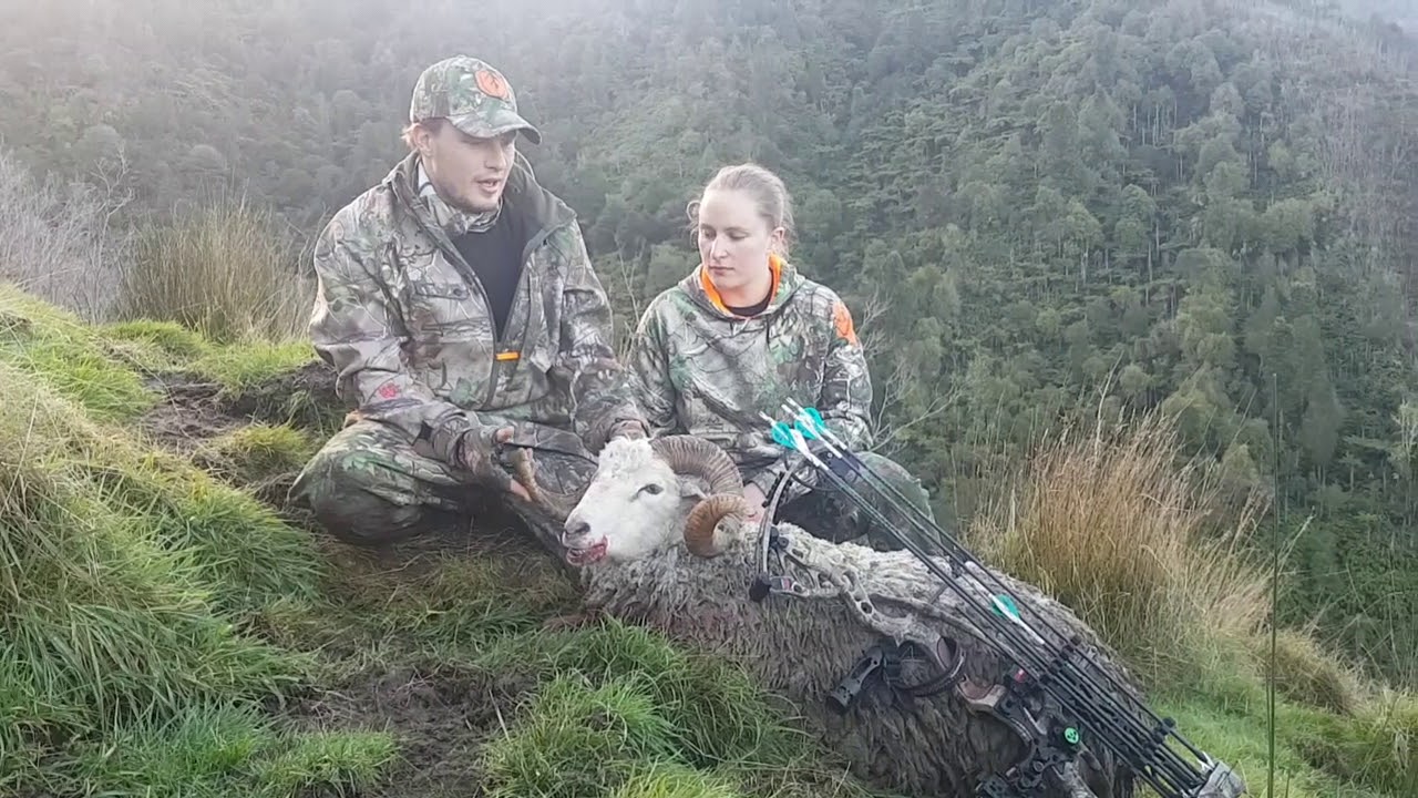 Bow Hunting Sheep and Fallow - YouTube
