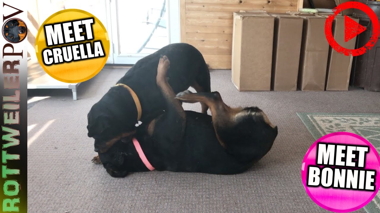 Rottweiler Dog Noises - Growling and Fighting - YouTube