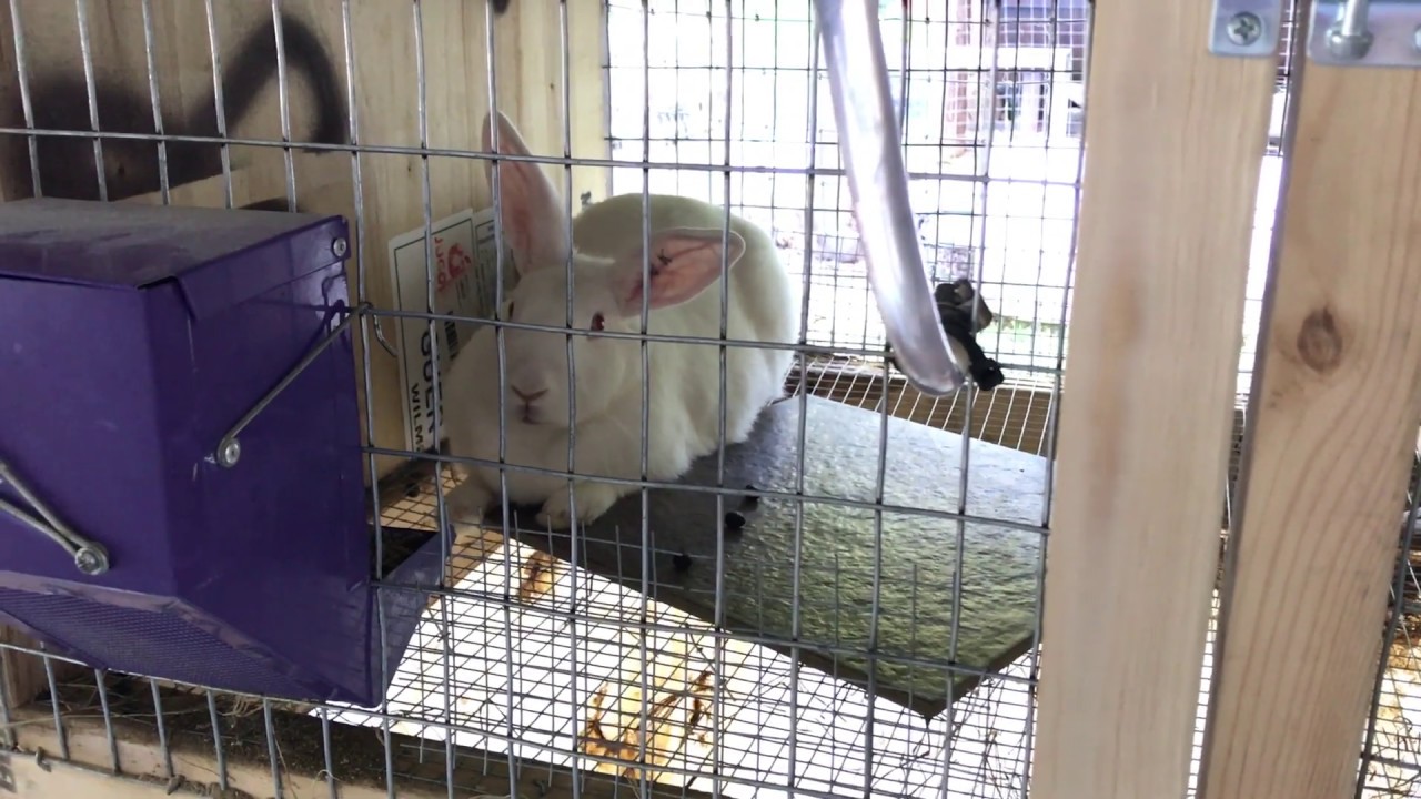Rabbitry Tour - YouTube