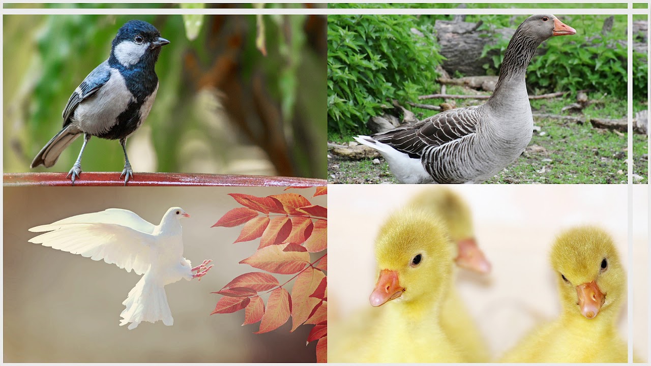 ZonaZoo quiere que sepas cómo cuidar a tu Mascota - YouTube