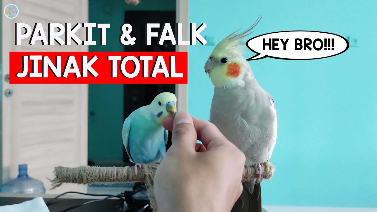 Burung parkit - YouTube