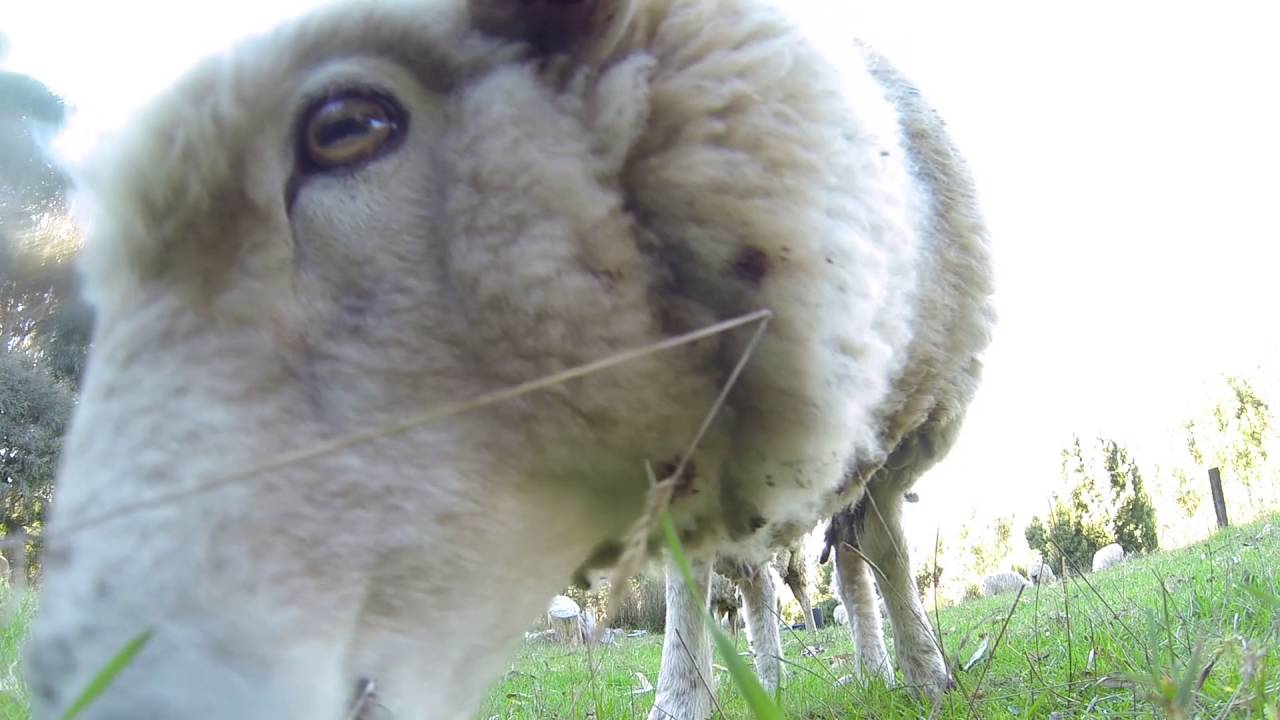 SHEEP BITING GOPRO - YouTube
