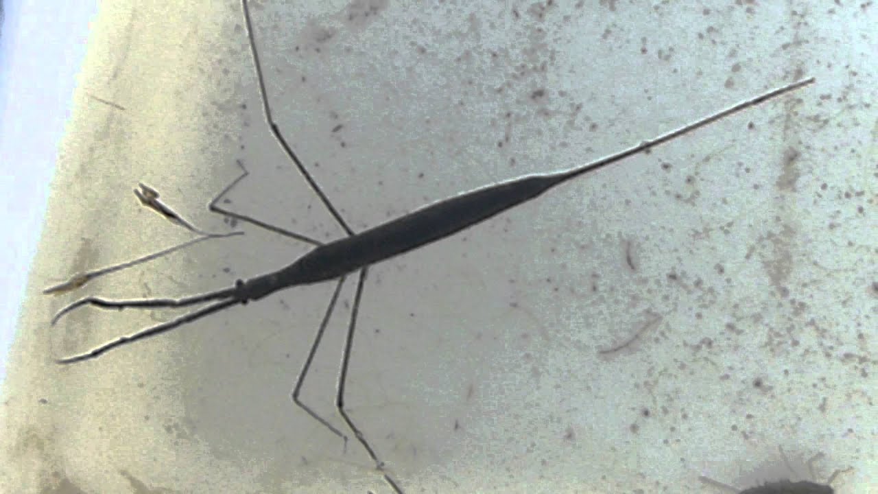 Water Stick Insect (Ranatra linearis) - YouTube
