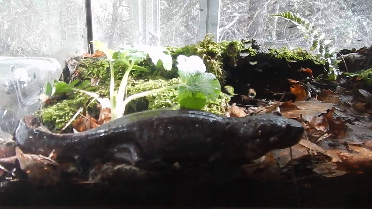New Salamander Enclosure - YouTube