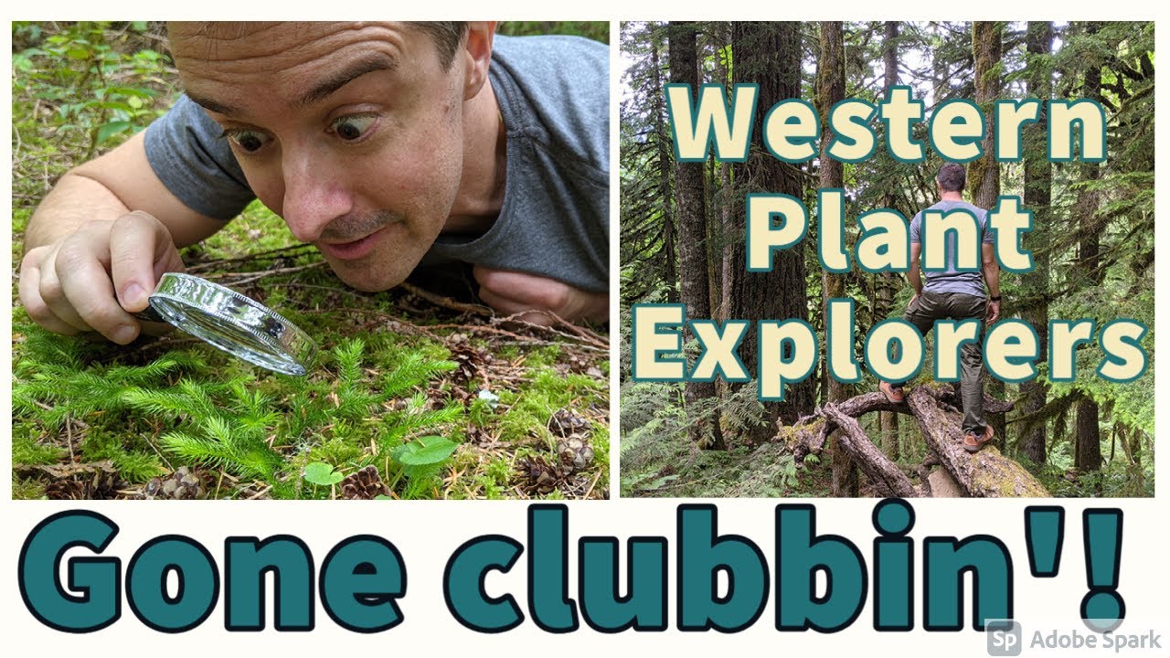 Gone clubbin! Devil's club and Clubmoss. - YouTube